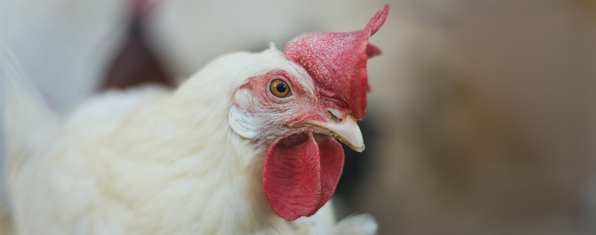 Progress! New Popeyes Commitment Will Reduce Suffering for Chickens ...
