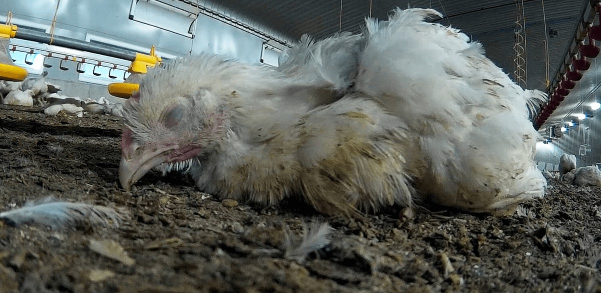 Chickens Crushed, Denied Water, and Left to Suffer at McDonald’s ...