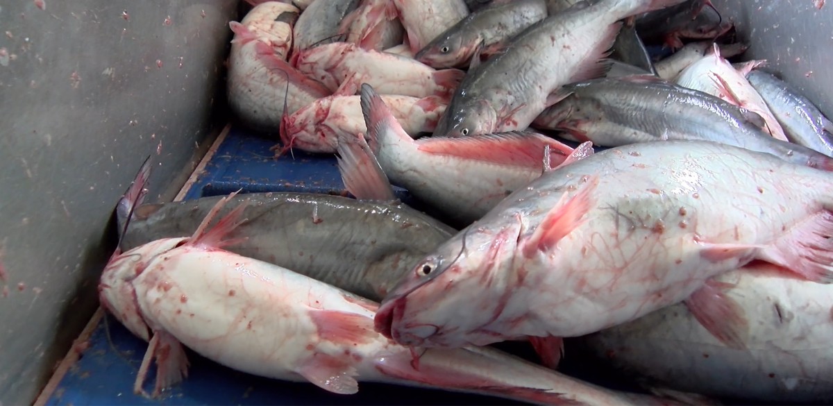 Fish Cut in Half, Electrocuted, and Suffocated in New Investigation ...