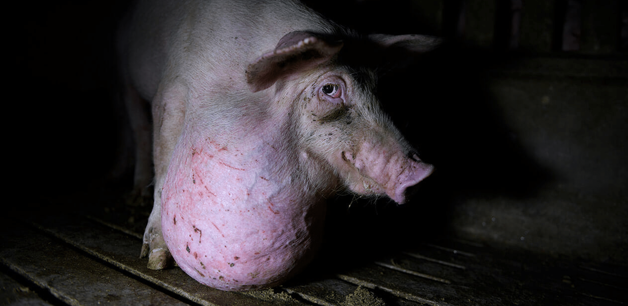 Disturbing New Footage Reveals Dead Pigs Left to Rot Among the Living