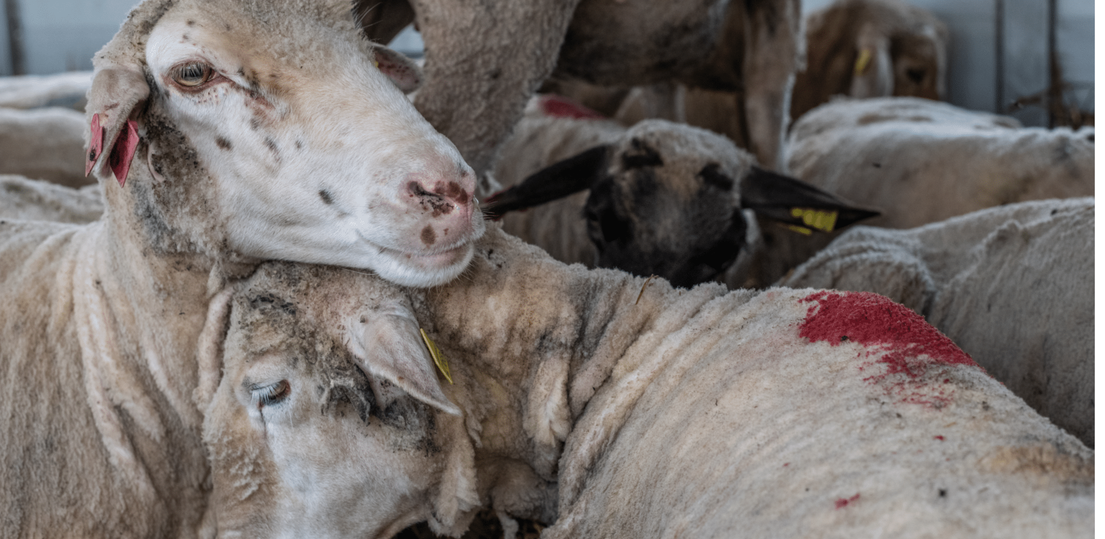 Thousands of Animals Suffer in Ships Along the Blocked Suez Canal
