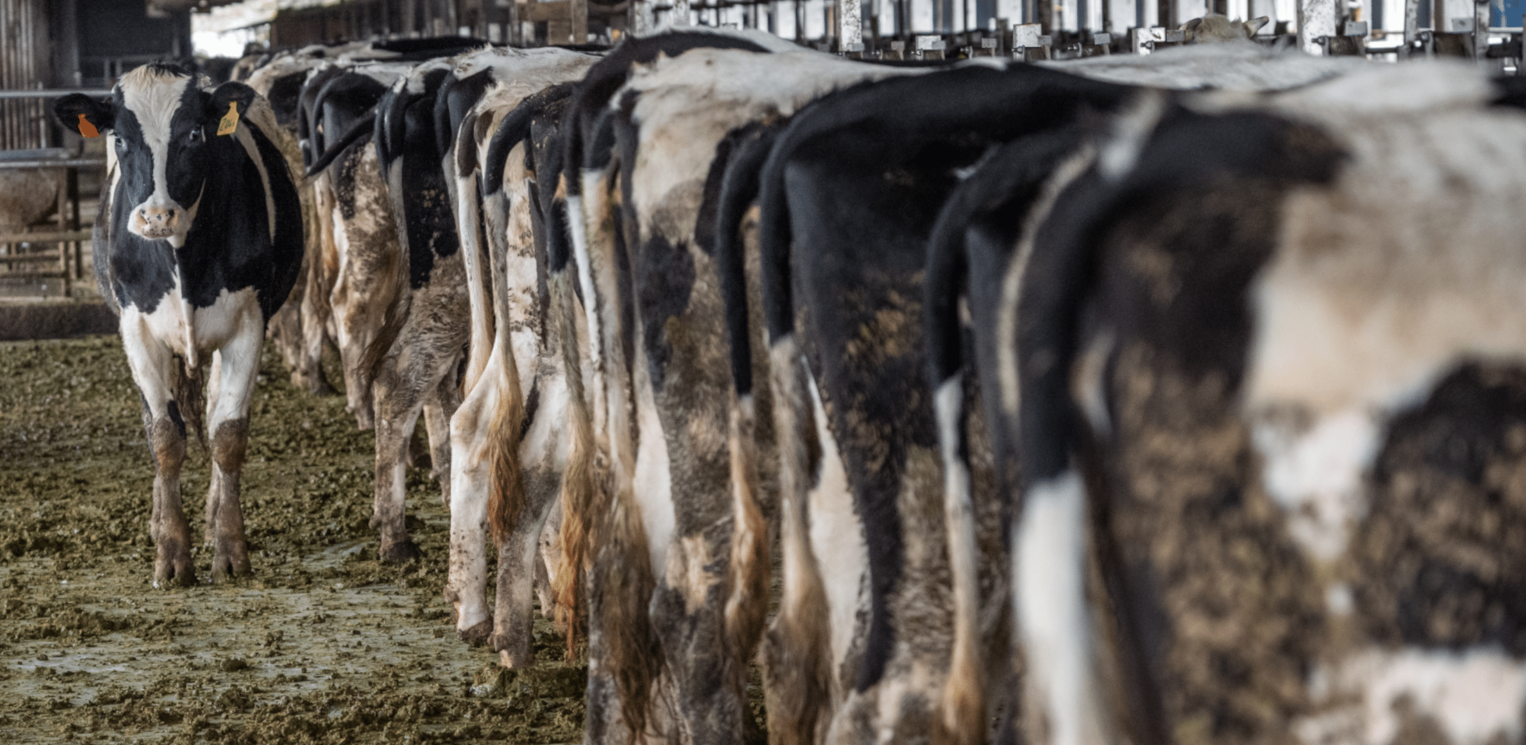 Dairy Farm Worker and Father of Three Drowns in Manure Pit