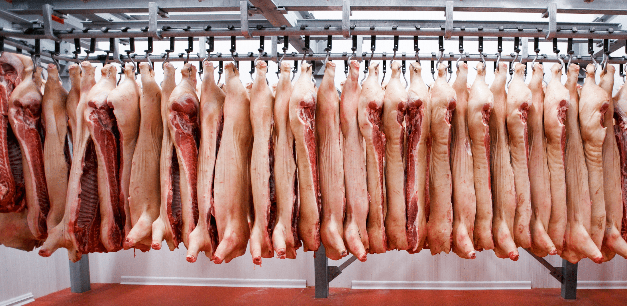 The USDA Is Helping the Meat Industry Speed Up Pig Slaughter Lines