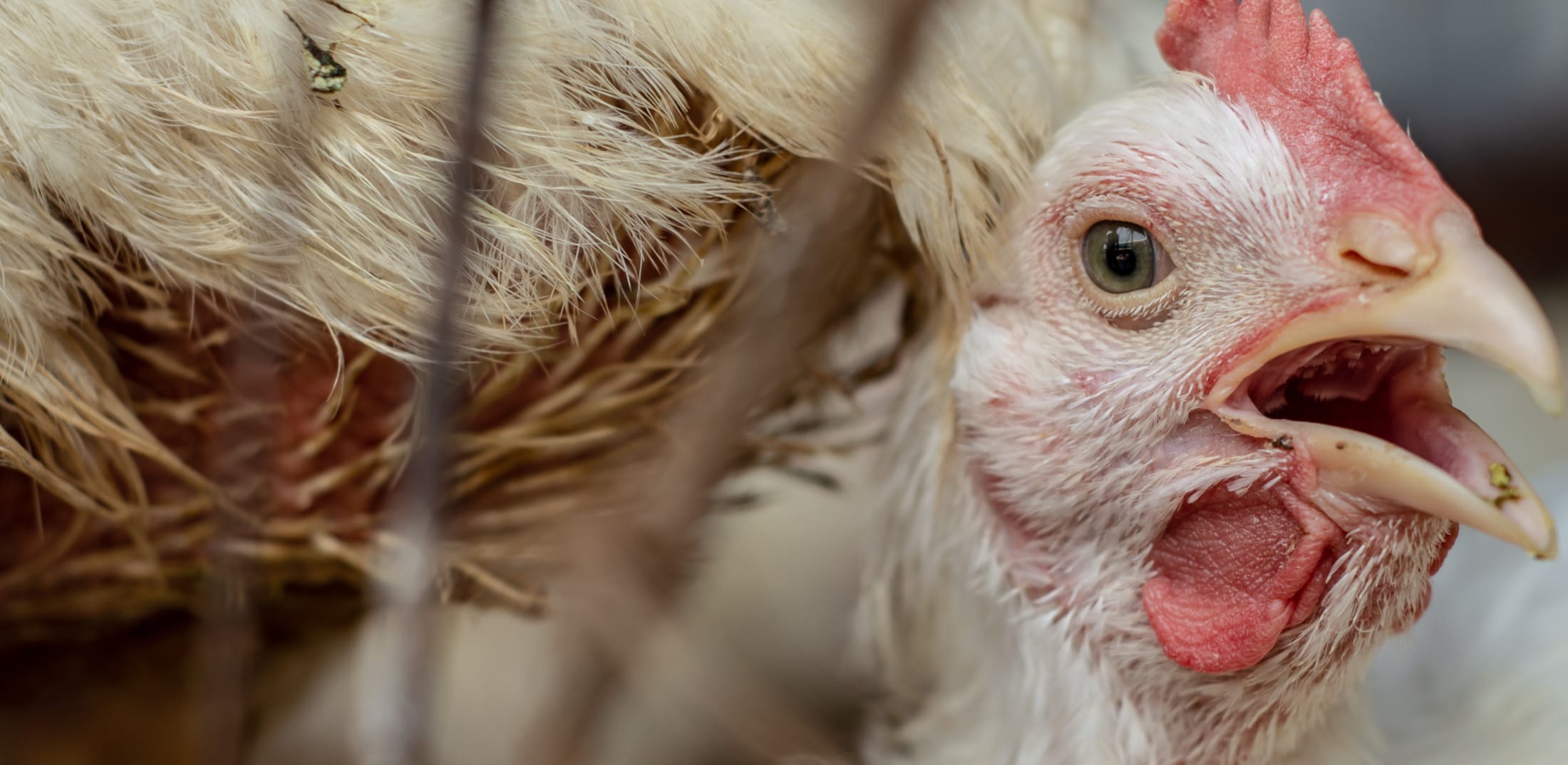 Bird Flu Is Sweeping Through Asia and Europe. You Should Care.