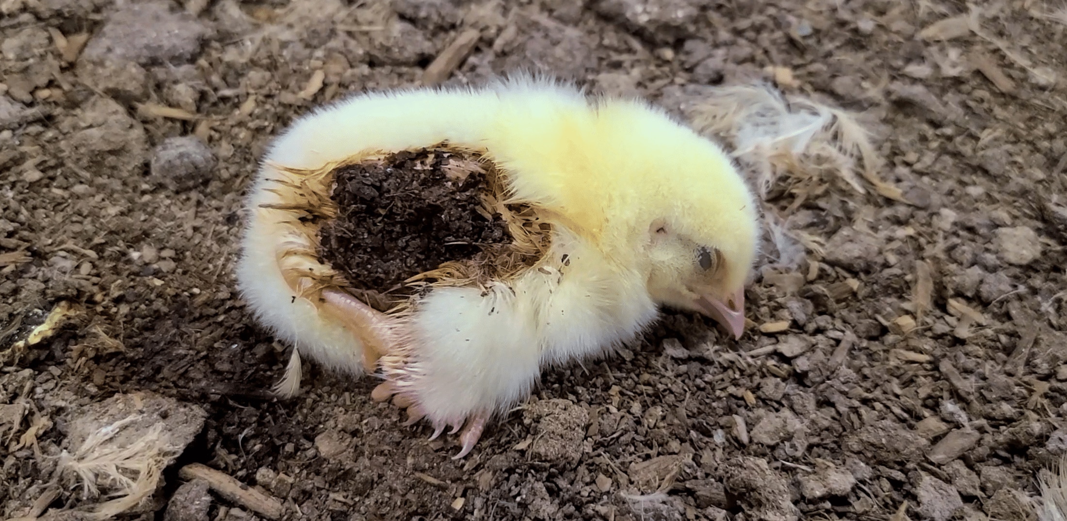 Undercover Mercy For Animals investigation exposes extreme chicken ...