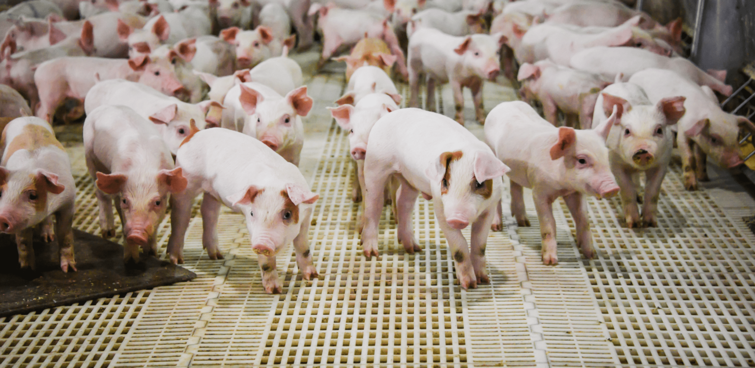6 Reasons Why You Should Never Eat Ham