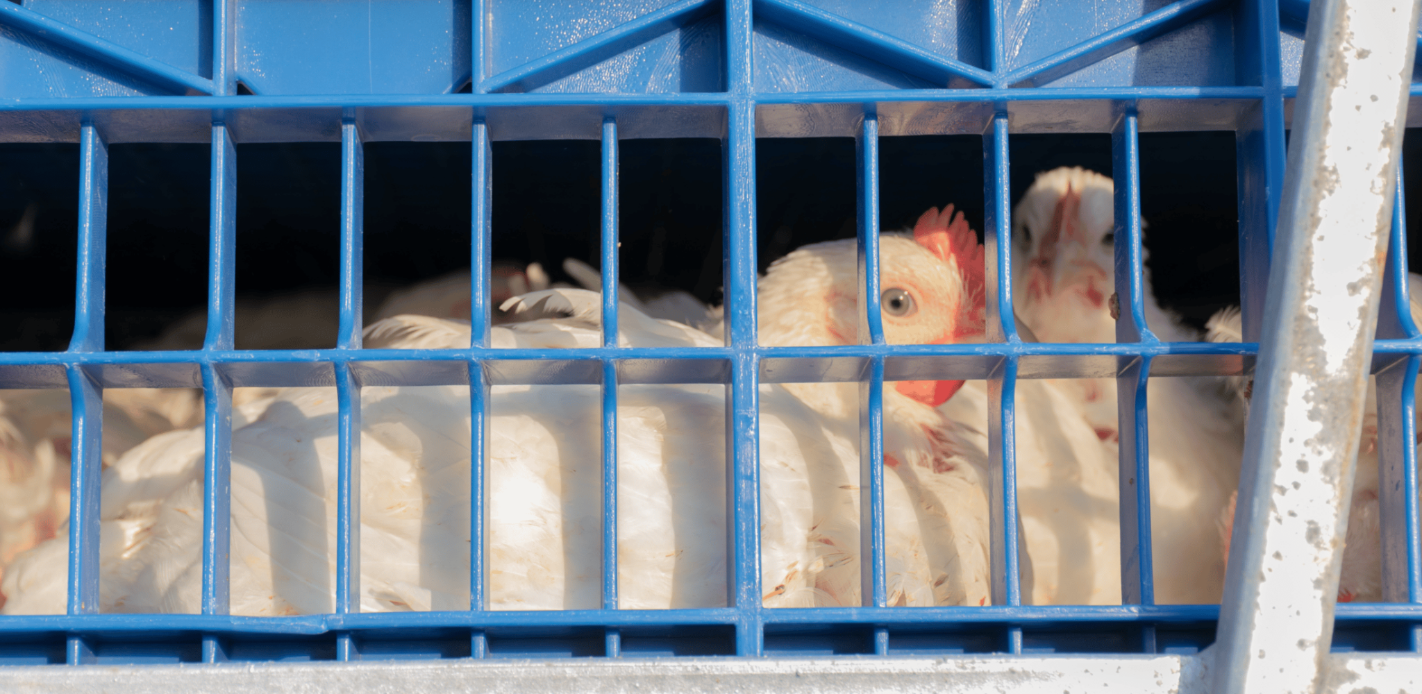 Winter Storm Fern Exposes the Hidden Cruelty of Animal Transport and Why We Must Act