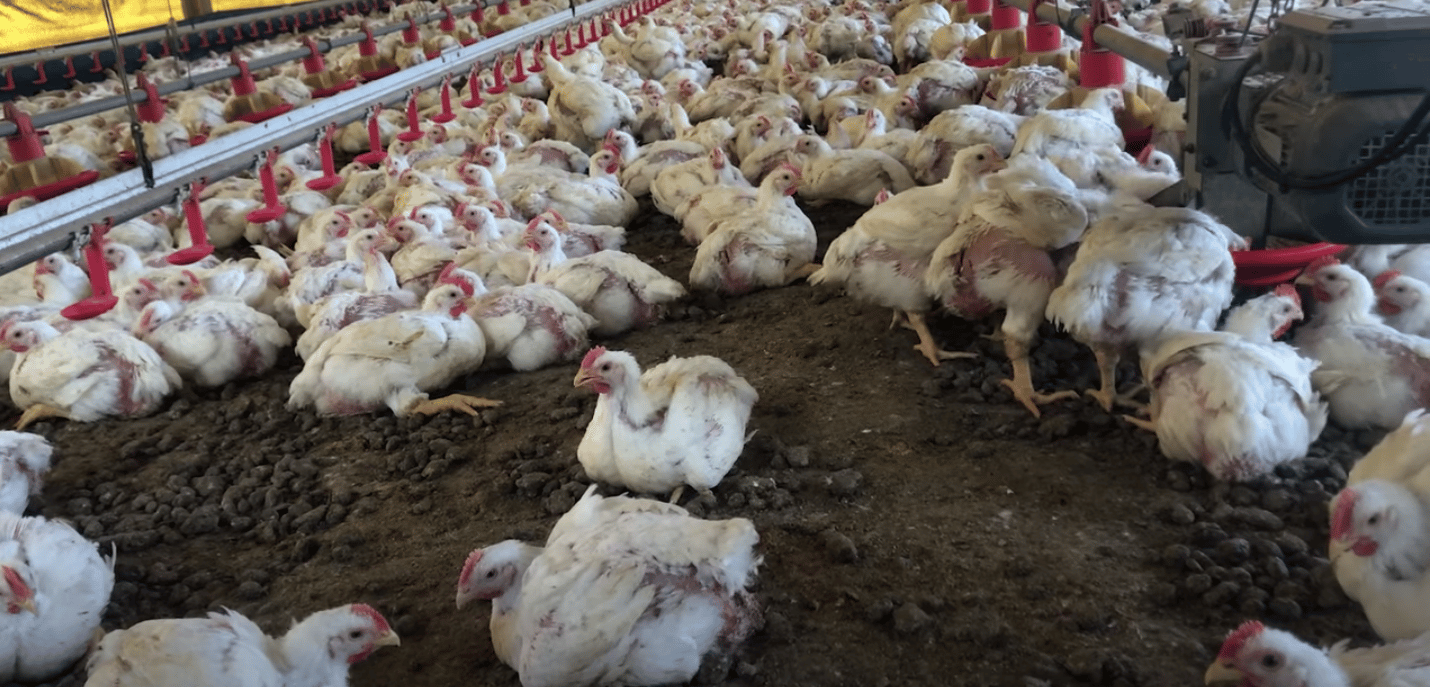New Investigation Exposes Extreme Suffering at Chicken Farms