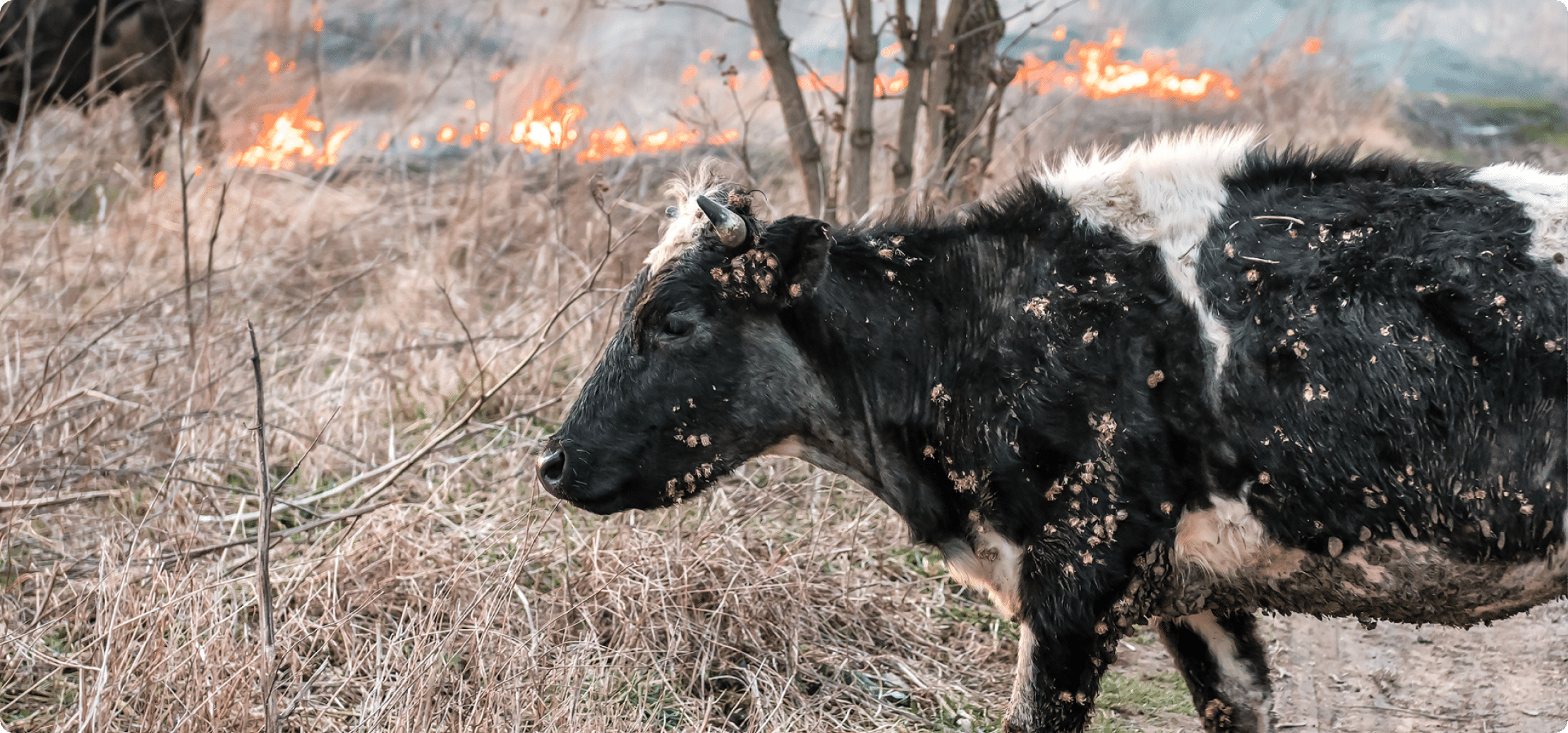 18,000 Cows Died in the “Deadliest Fire Involving Cattle”