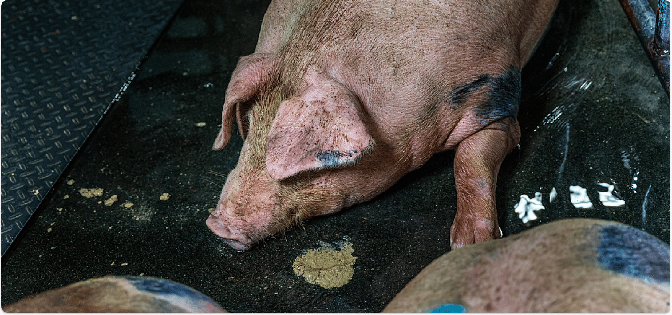 Mercy For Animals Is Calling on President Biden to Protect Pigs