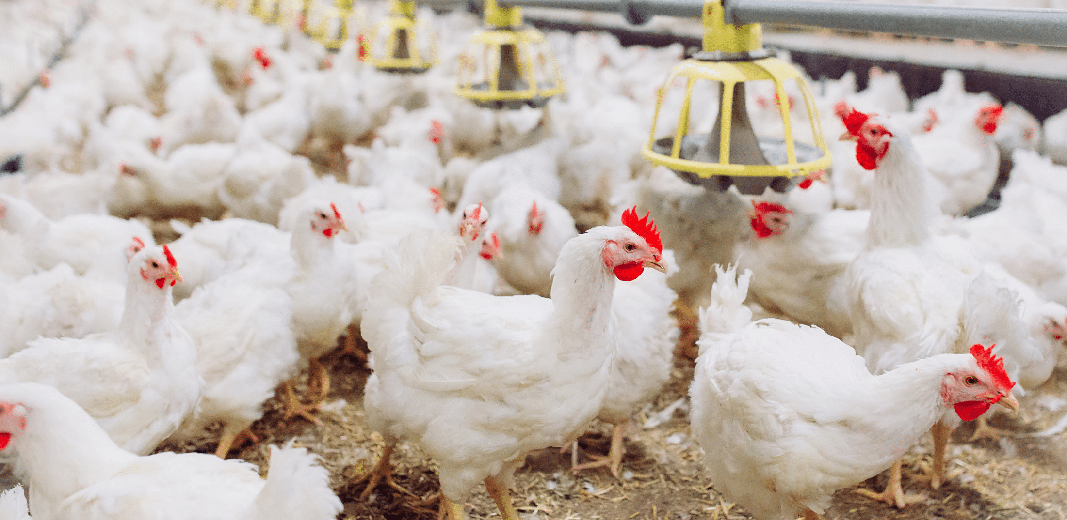 Major food companies demonstrate progress toward Better Chicken ...