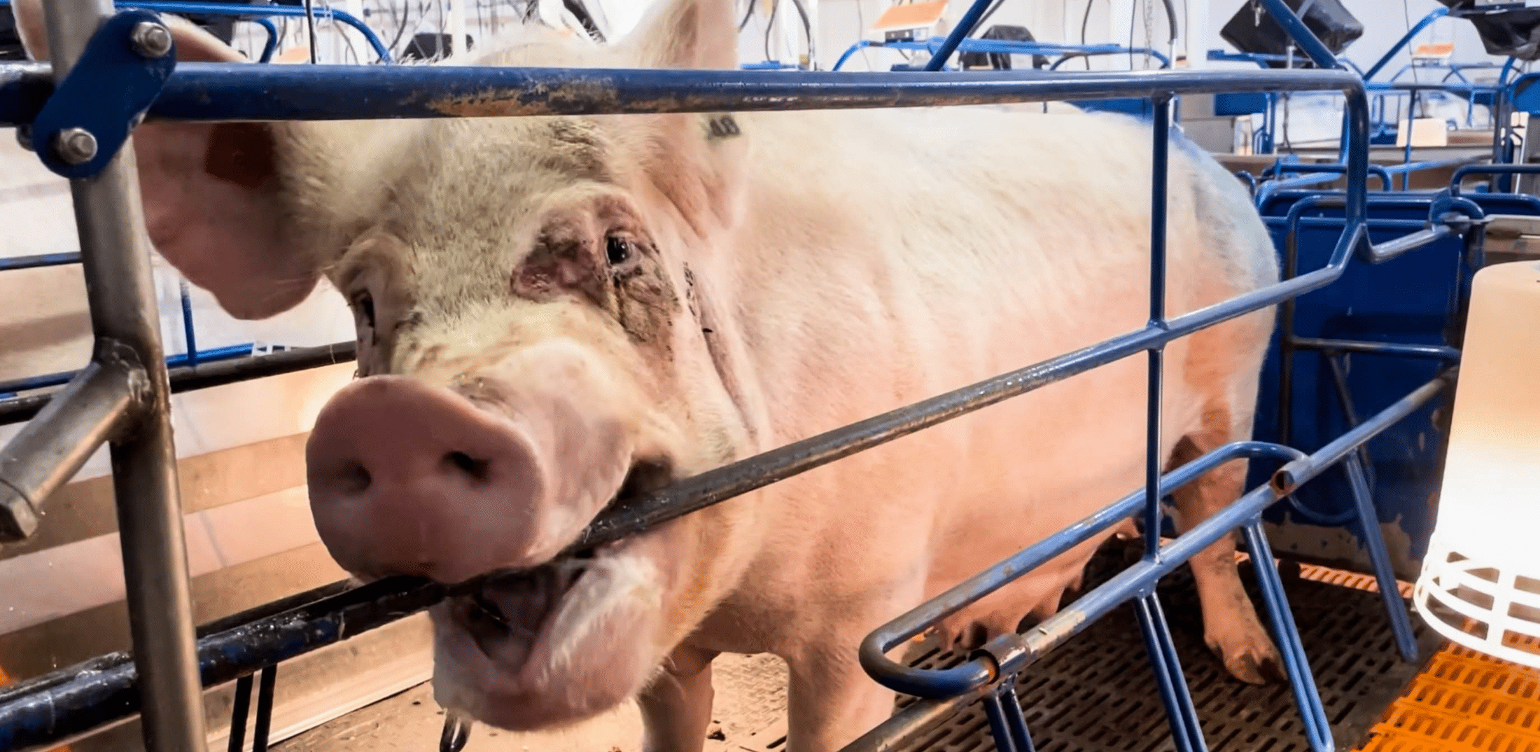 New Mercy For Animals undercover investigation exposes horrific, cruel ...