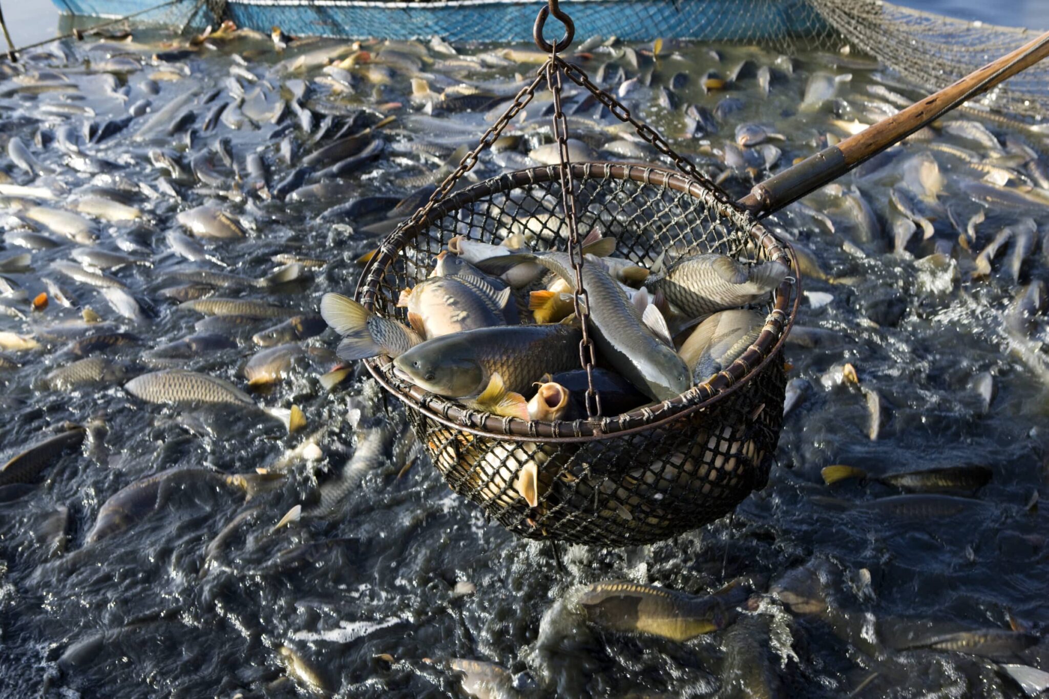 New Study Reveals That Fish Suffer up to 22 Minutes of Pain Before Death