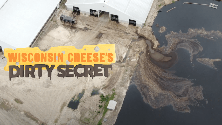 New Drone Investigation Wisconsin Cheese Industry S Dirty Secret