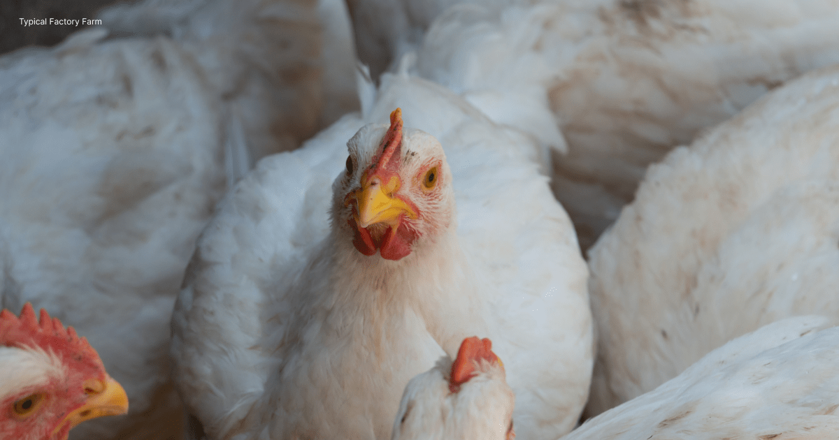 How This Groundbreaking Report Is Making a Difference for Chickens