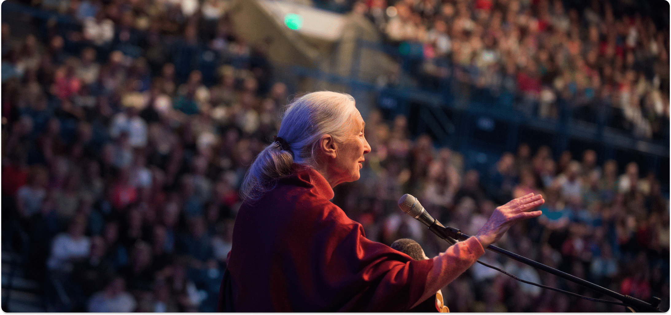 Dr. Jane Goodall’s 90th birthday celebrated by Ellen Burstyn, Dr ...