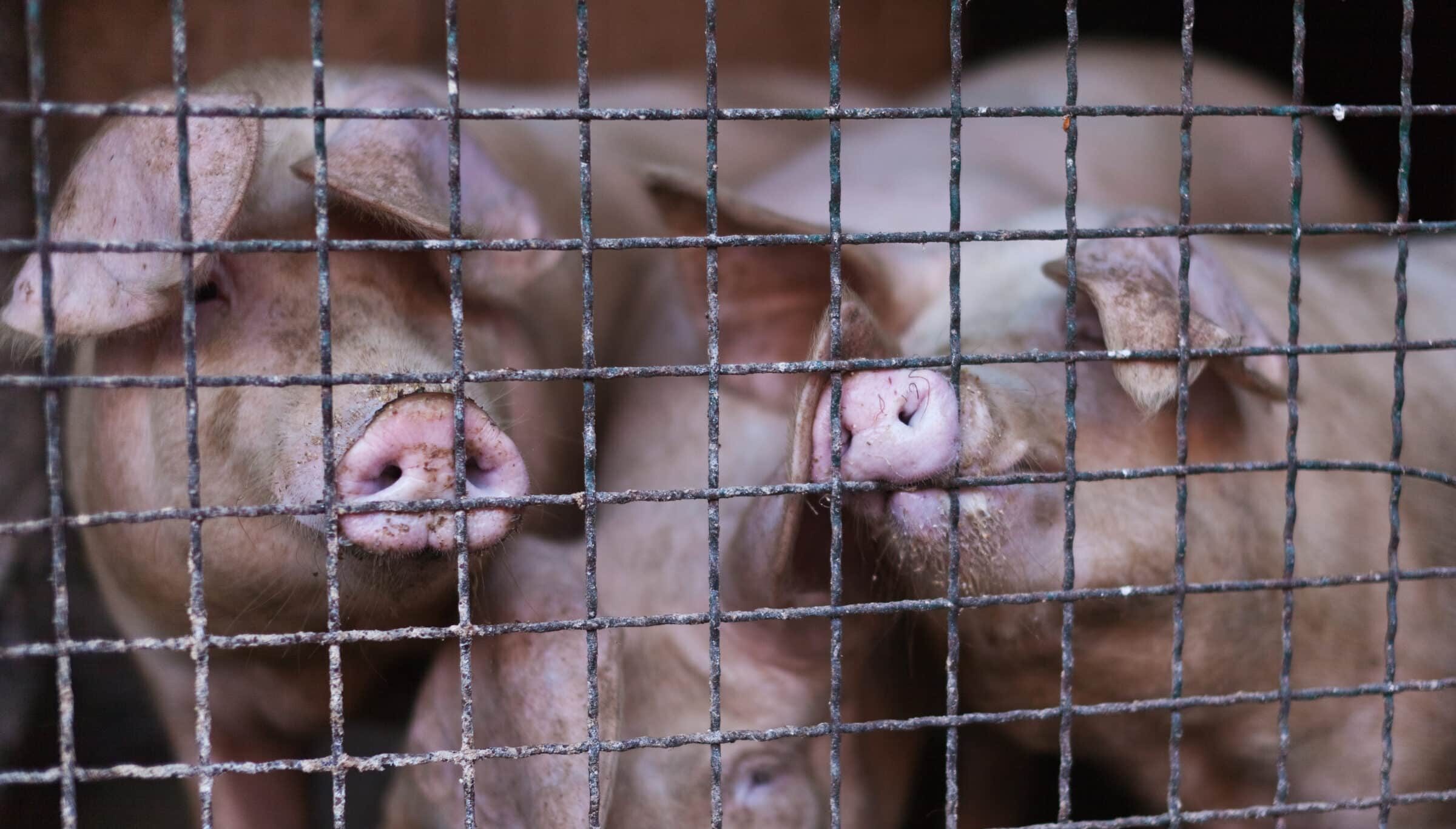 What Is Boar Taint? Your Questions Answered.