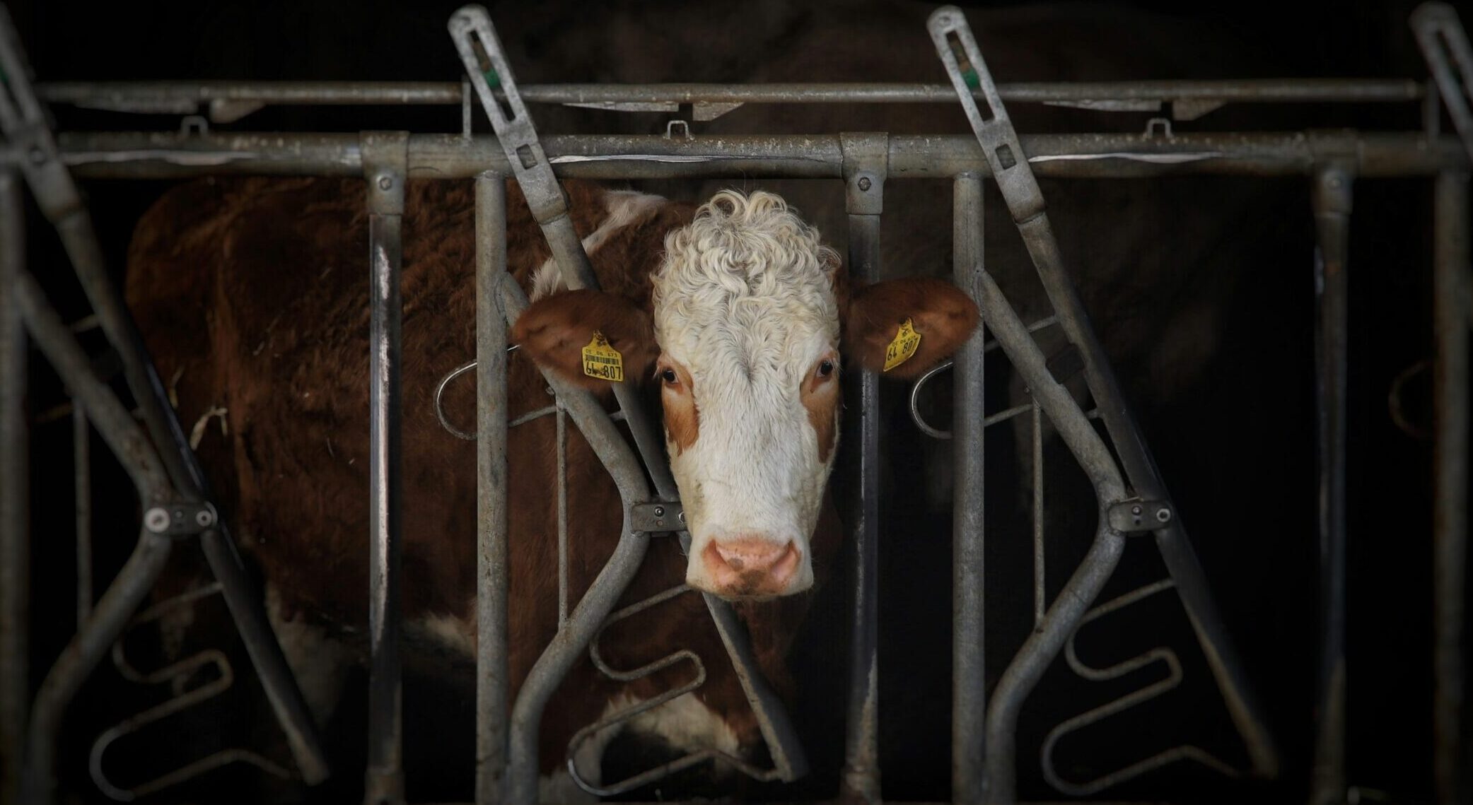 Breaking: A New Environmental Solution for Cows Neglects Animals