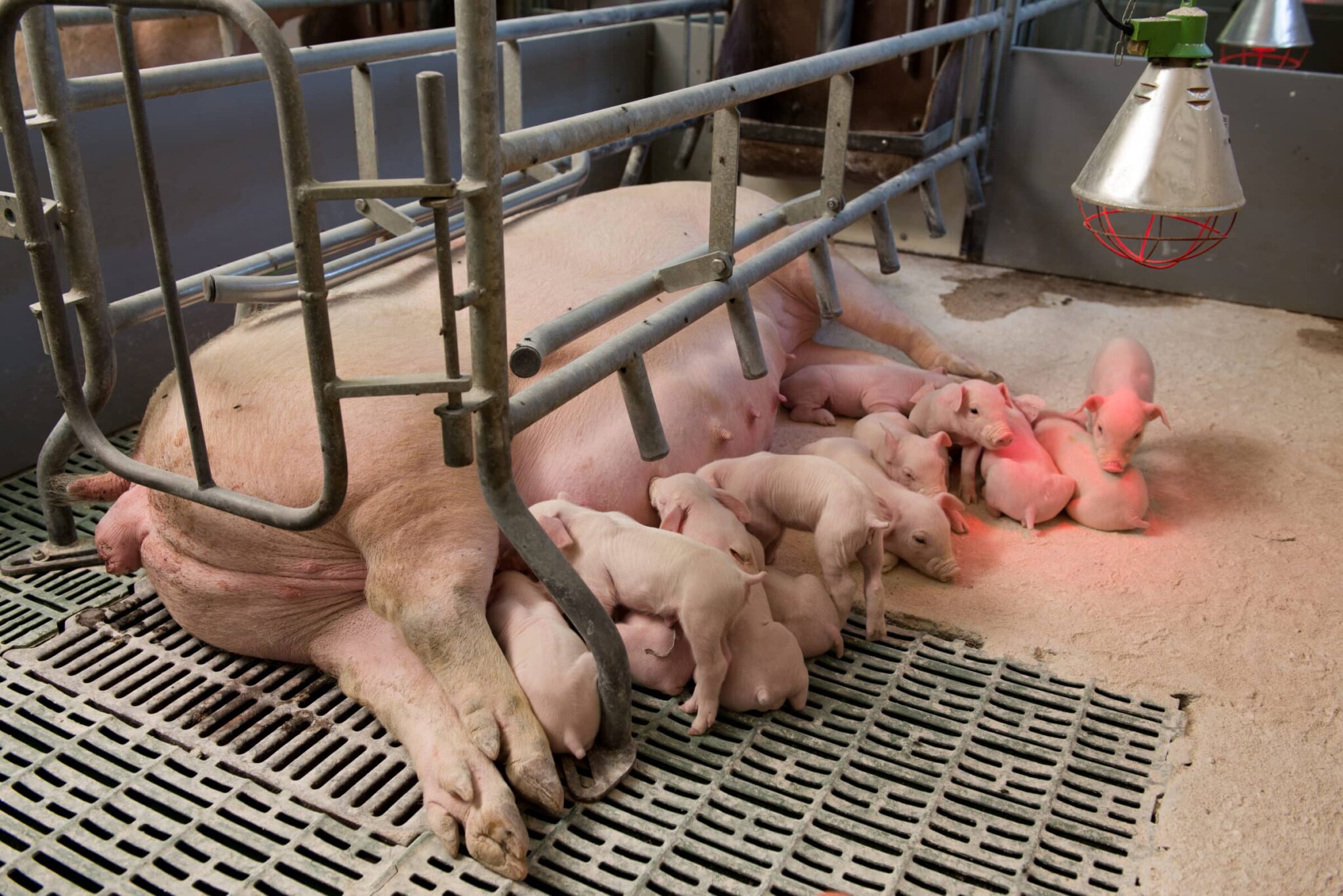 6 Reasons Why You Should Never Eat Ham