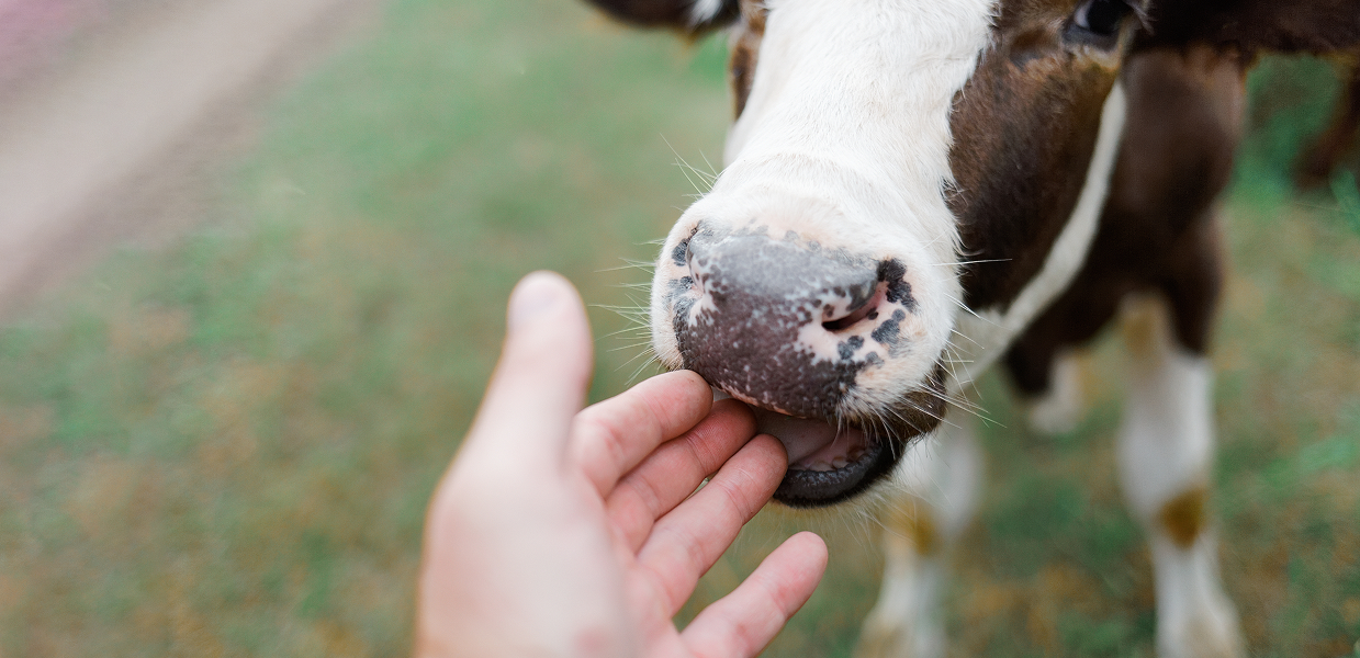 Our Commitment - Mercy For Animals Our Commitment