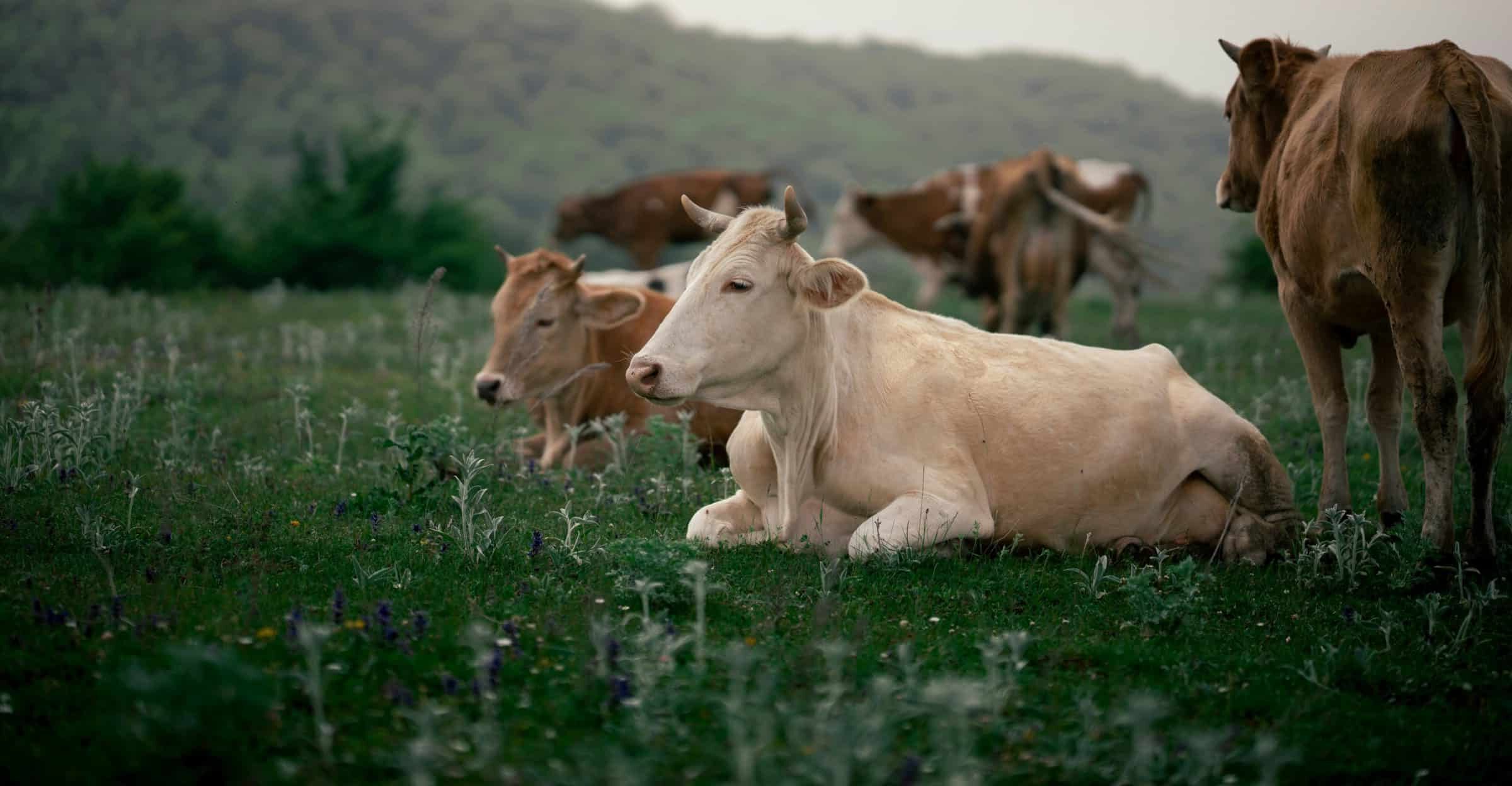 The Nonprofit That Has Driven Policies to Help More Than Eight Billion ...