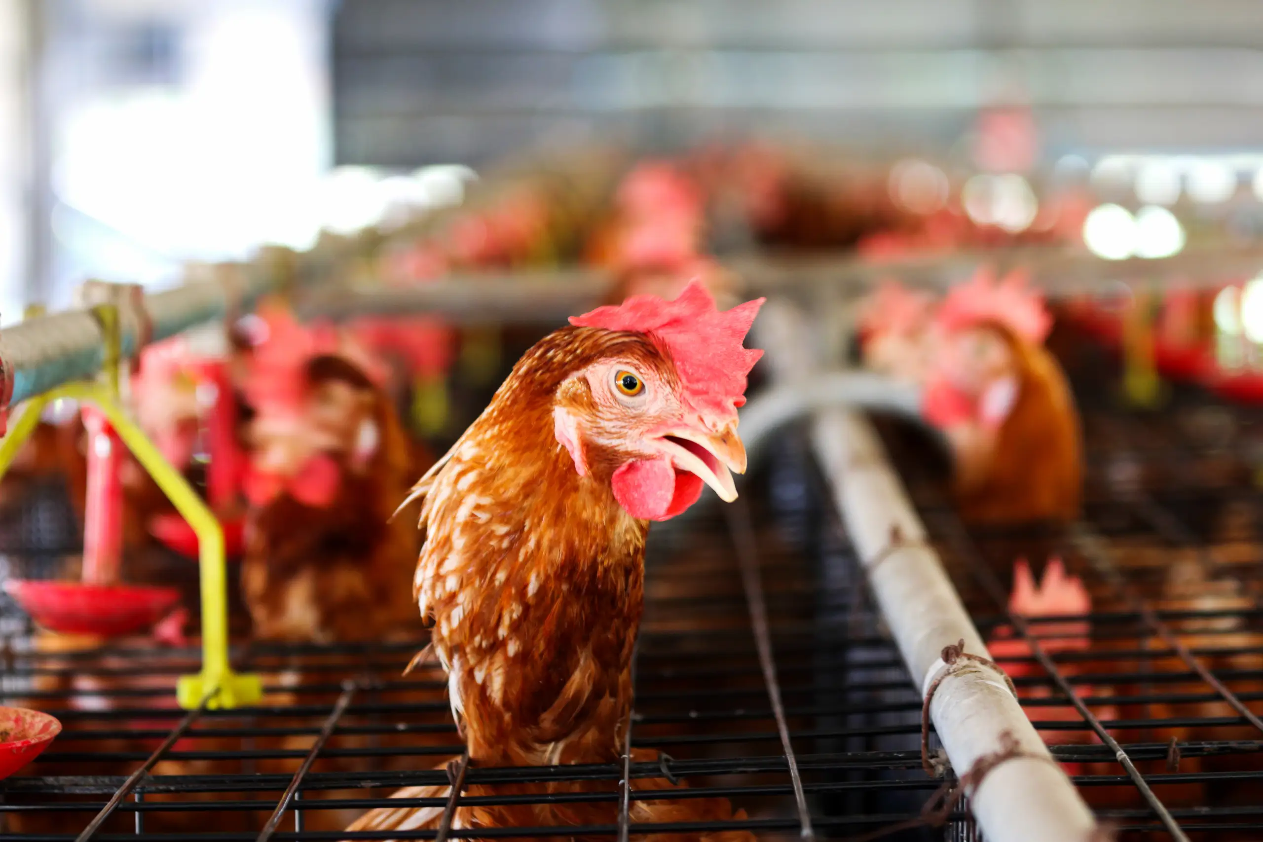 Animal Welfare Report: Japan - Mercy For Animals