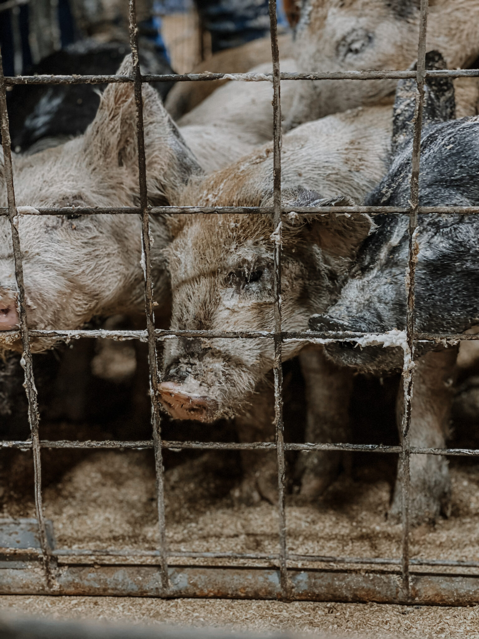 Shocking Findings at Livestock Show Reveal Disturbing Practices