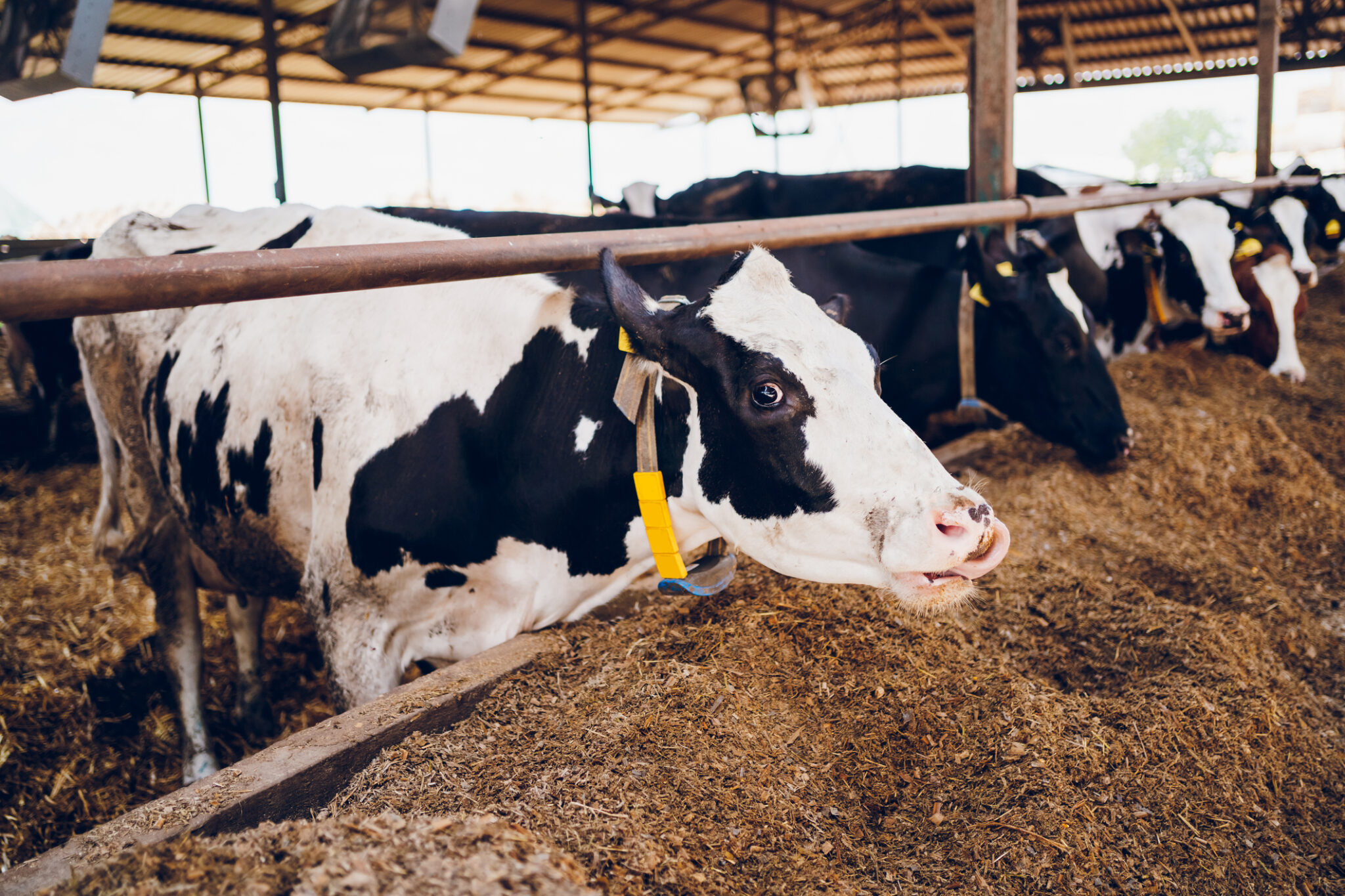 Eating More Protein Does Not Mean Eating More Animals