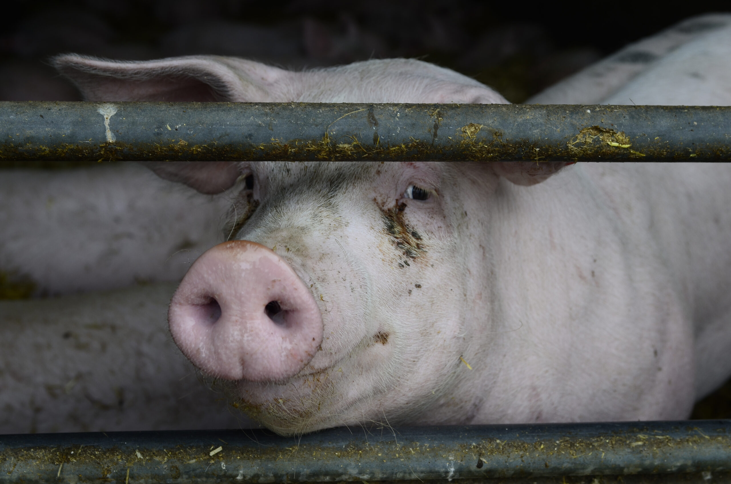 Statement from Mercy For Animals scientists on Manitoba’s African swine ...