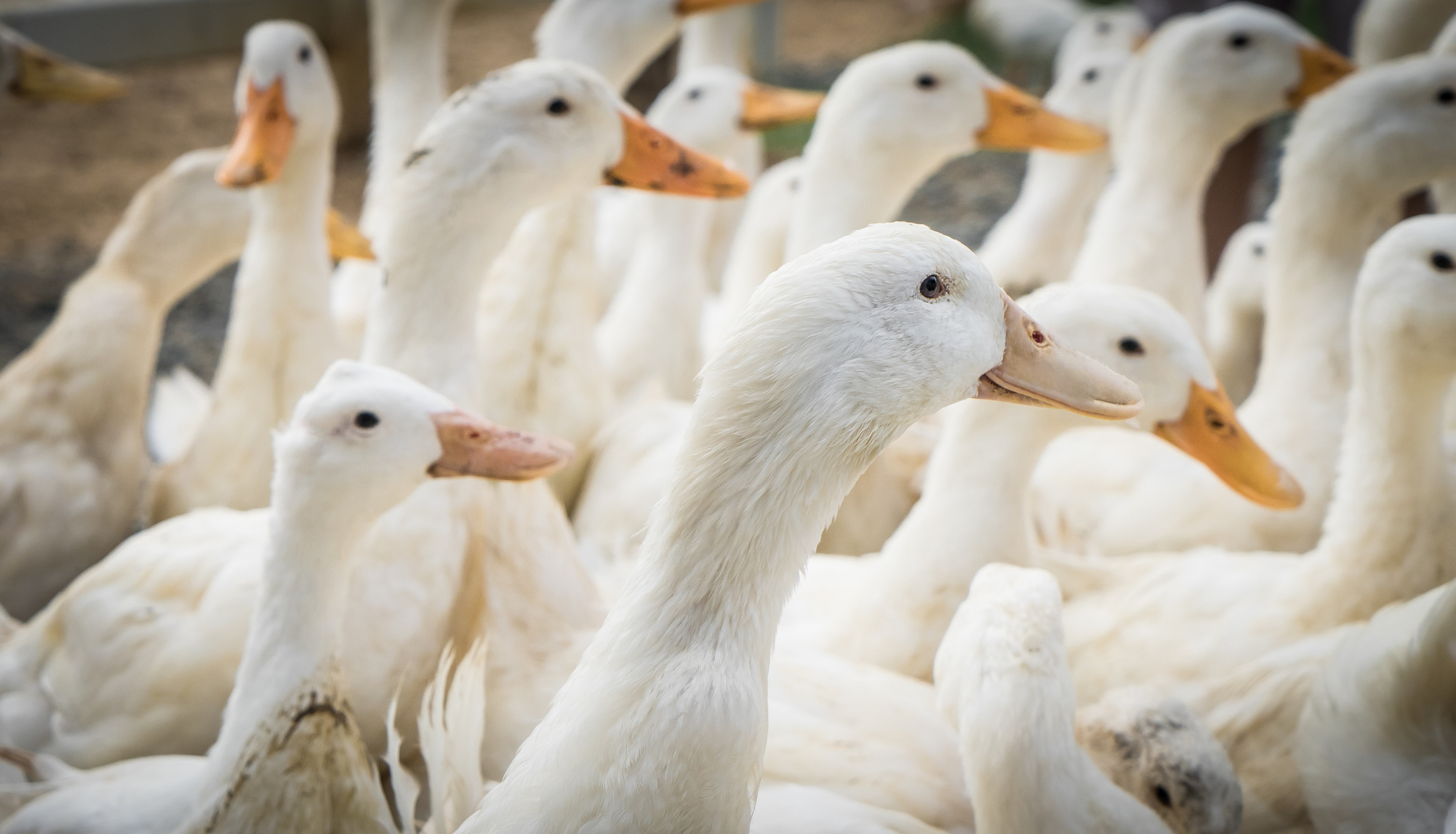 Statement from Mercy For Animals on Quebec duck farm H5N1 outbreak ...
