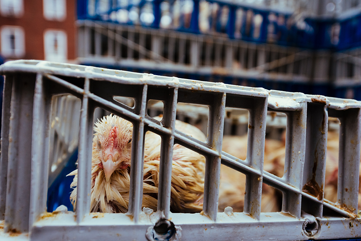 Yes, Live Bird Markets Exist in the U.S.—Here Are the Locations and Risks