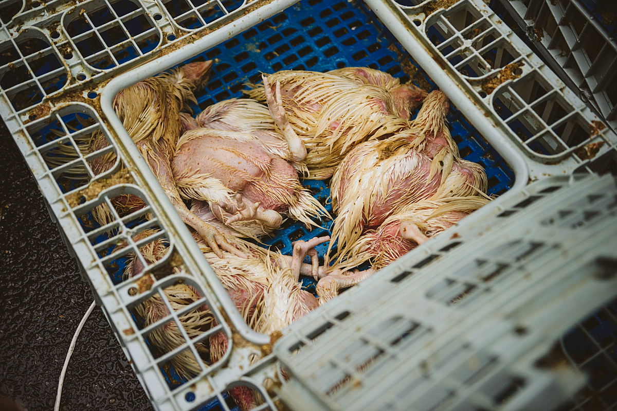 Yes, Live Bird Markets Exist in the U.S.—Here Are the Locations and Risks