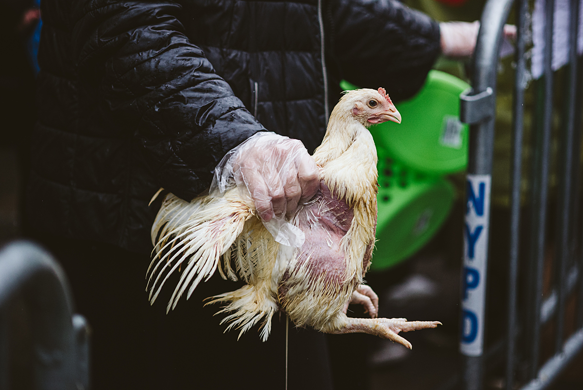 Yes, Live Bird Markets Exist in the U.S.—Here Are the Locations and Risks