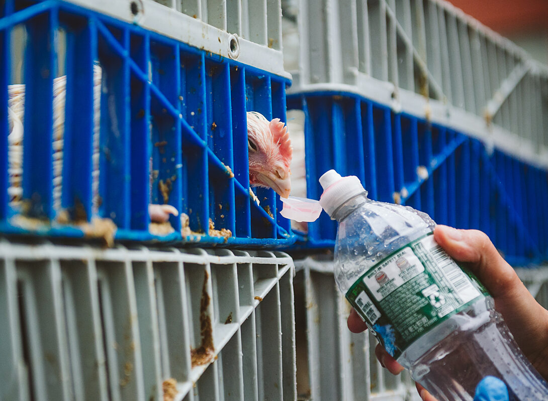 Yes, Live Bird Markets Exist in the U.S.—Here Are the Locations and Risks