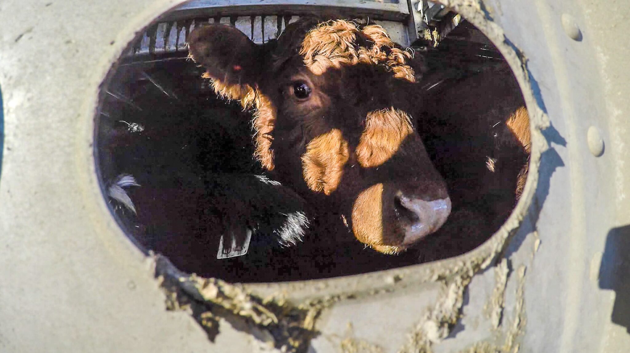Winter Storm Fern Exposes the Hidden Cruelty of Animal Transport and ...