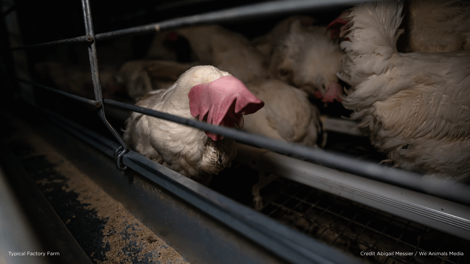 Nature’s Fare and Choices Market Lead Canadian Retail in Cage-Free Eggs