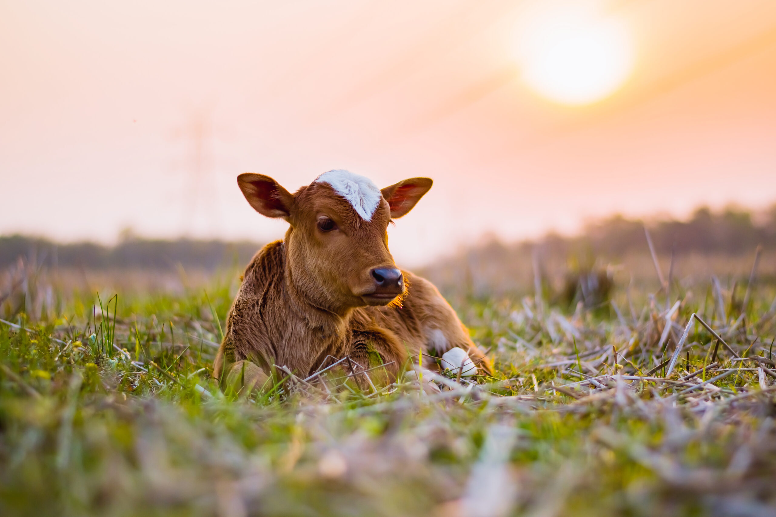 Mercy For Animals Announces Leadership Transition and Strategic ...