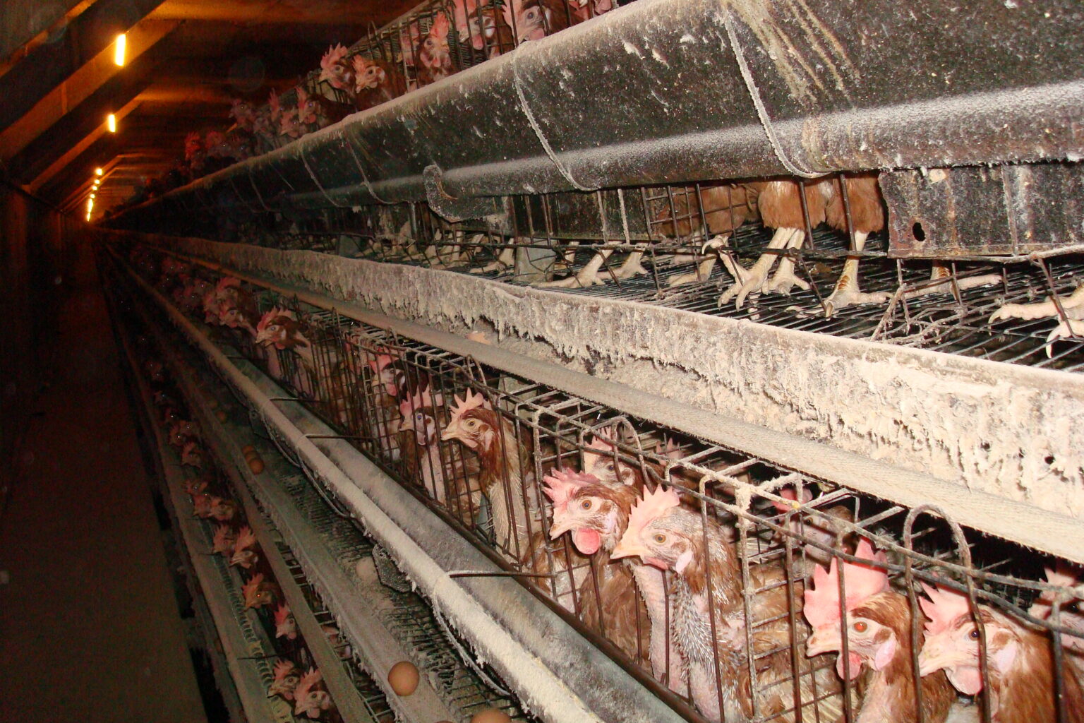 Kroger’s Cage-Free Egg Policy: Unmasking the Truth Behind the Broken Pledge