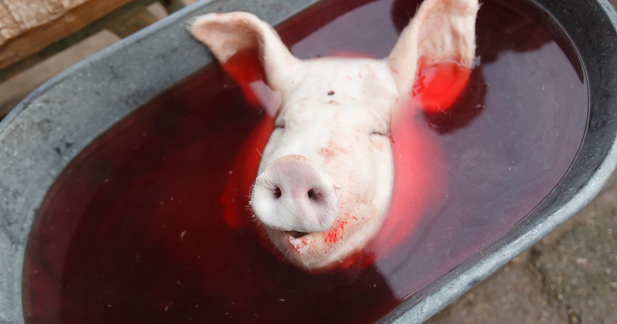 Así es como matan a los animales en las granjas industriales - Mercy ...