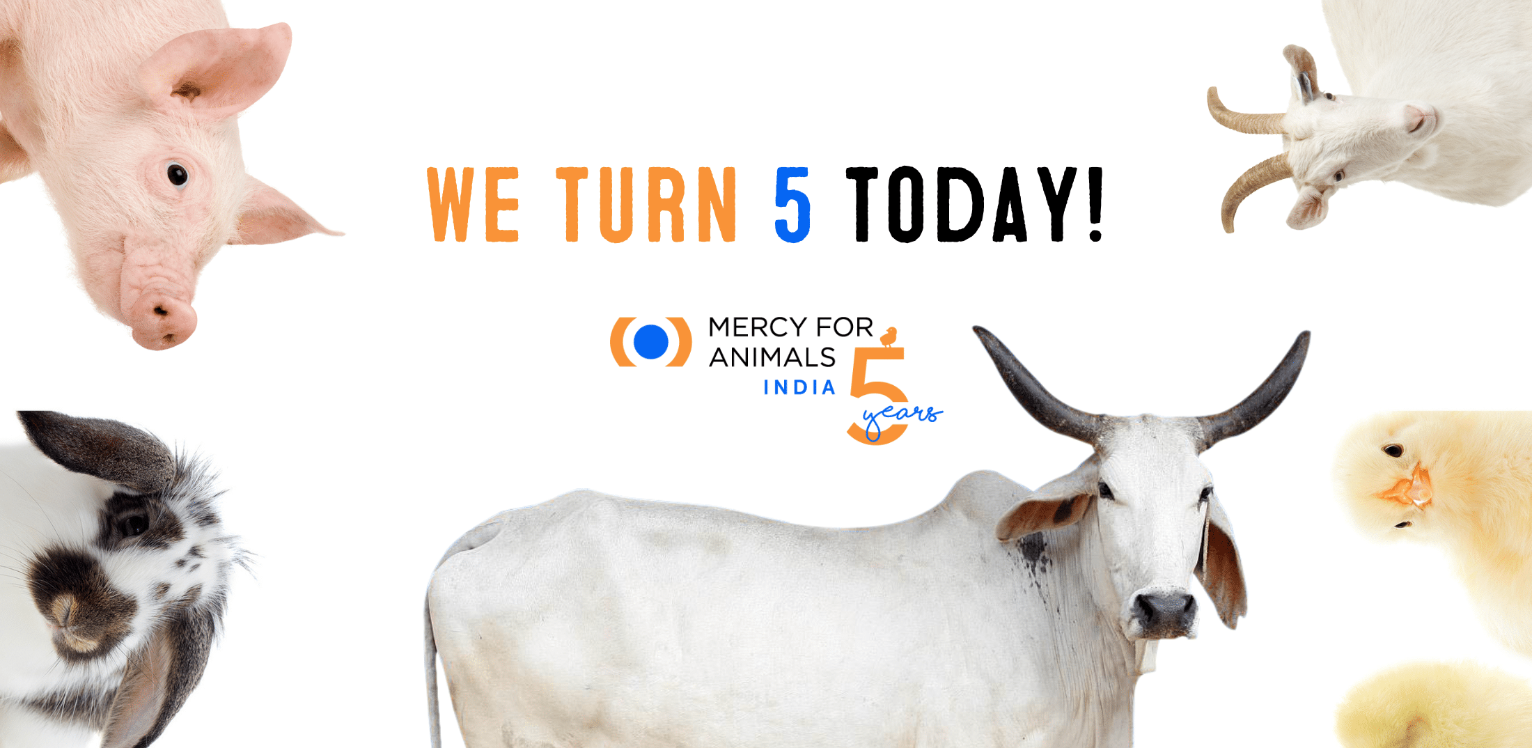 Mercy For Animals India Foundation Celebrates Fifth Anniversary and ...