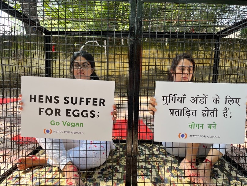 For World Egg Day, Women Activists Cage Themselves to Depict the ...