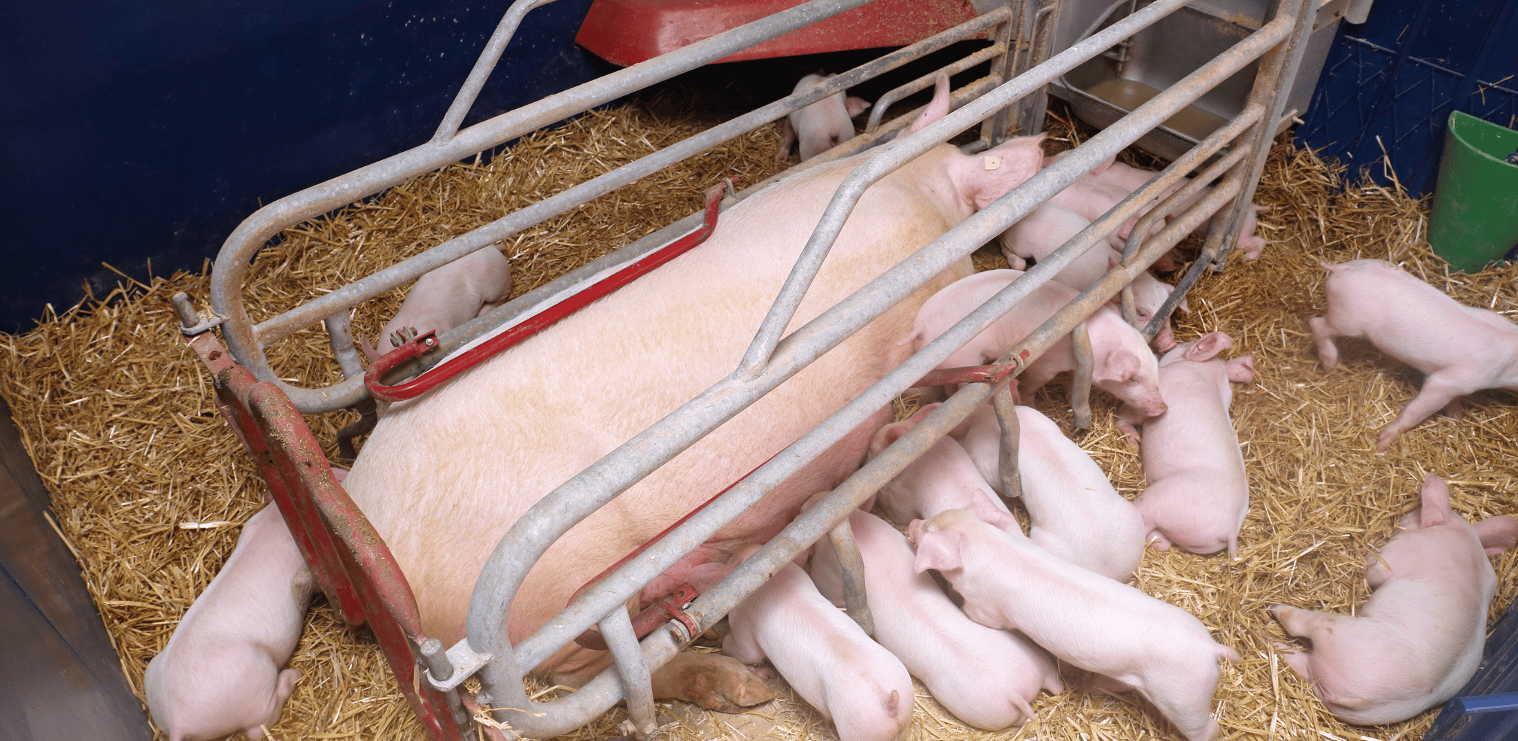 Progress For Pigs! Sikkim Joins The List Of States Prohibiting Cruel ...