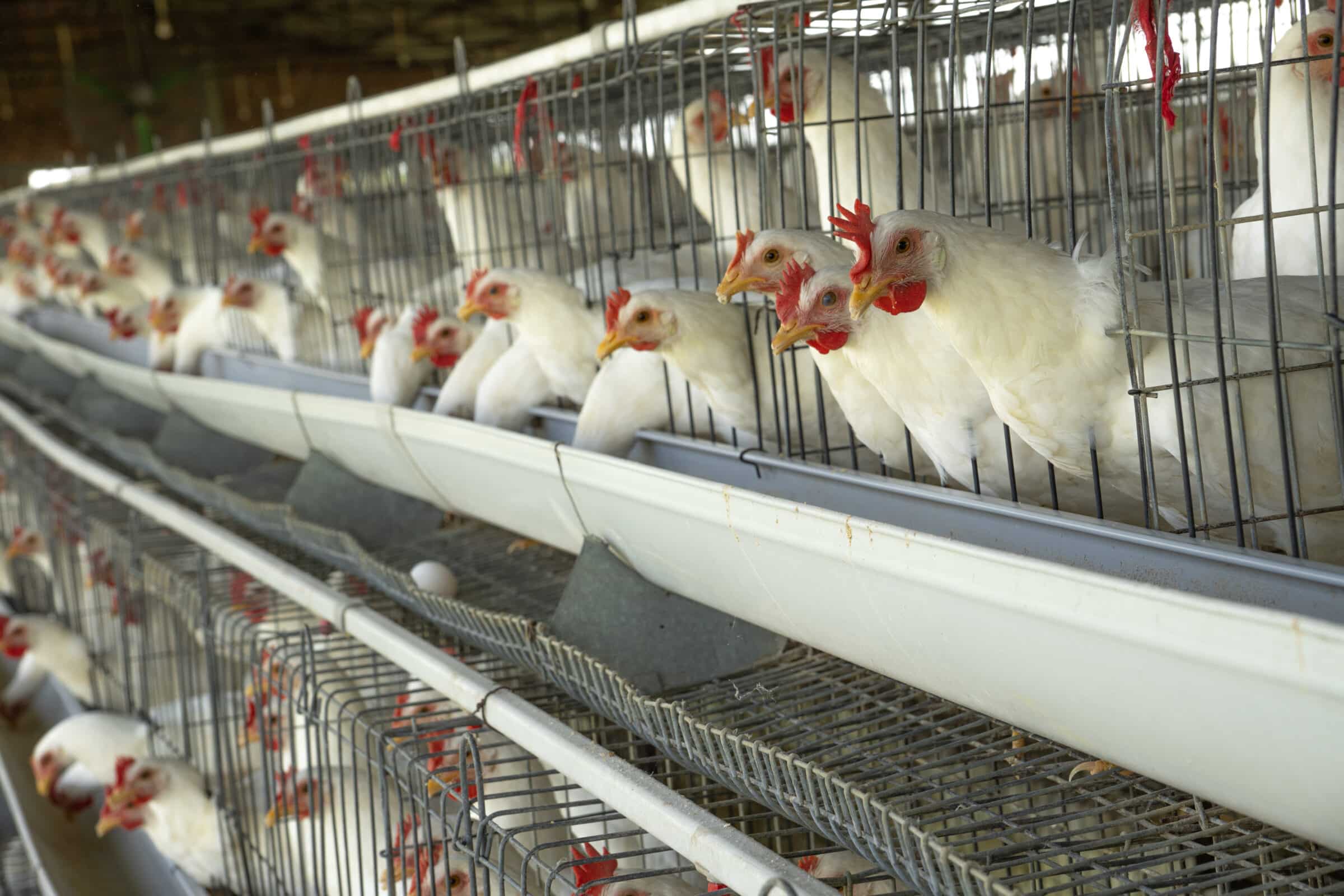 Ban Battery Cages - Mercy For Animals