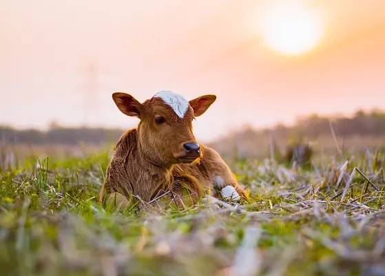 About - Mercy For Animals About Mercy for Animals